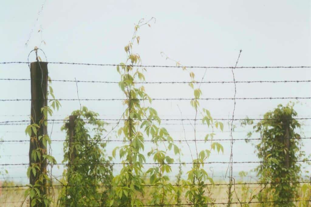 "Rastros – Fotografias de Roberto Frankenberg" no Museu Judaico de São ...